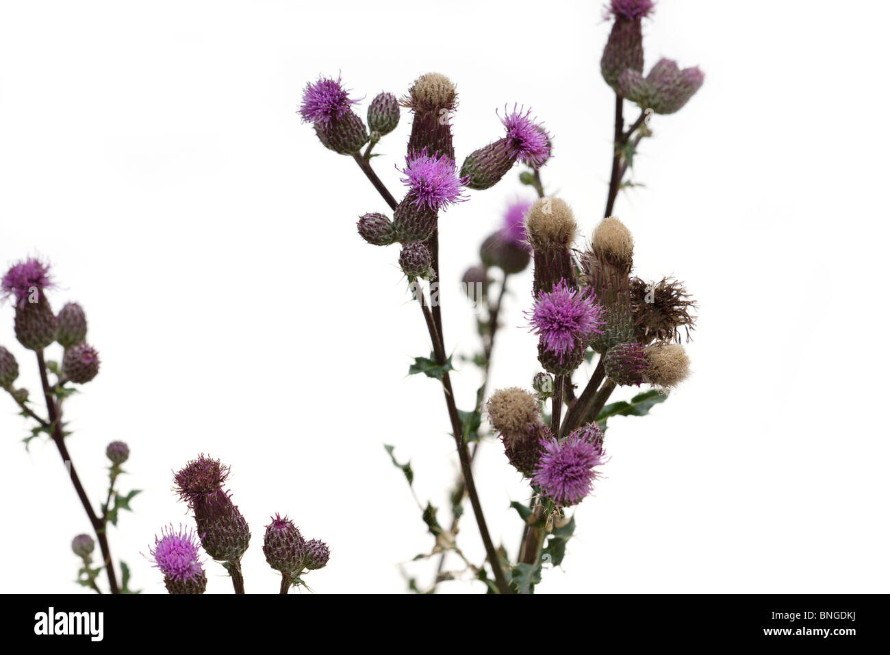 Wildflowers, Purple Spear Thistle flowers (Cirsium vulgare) on white ...