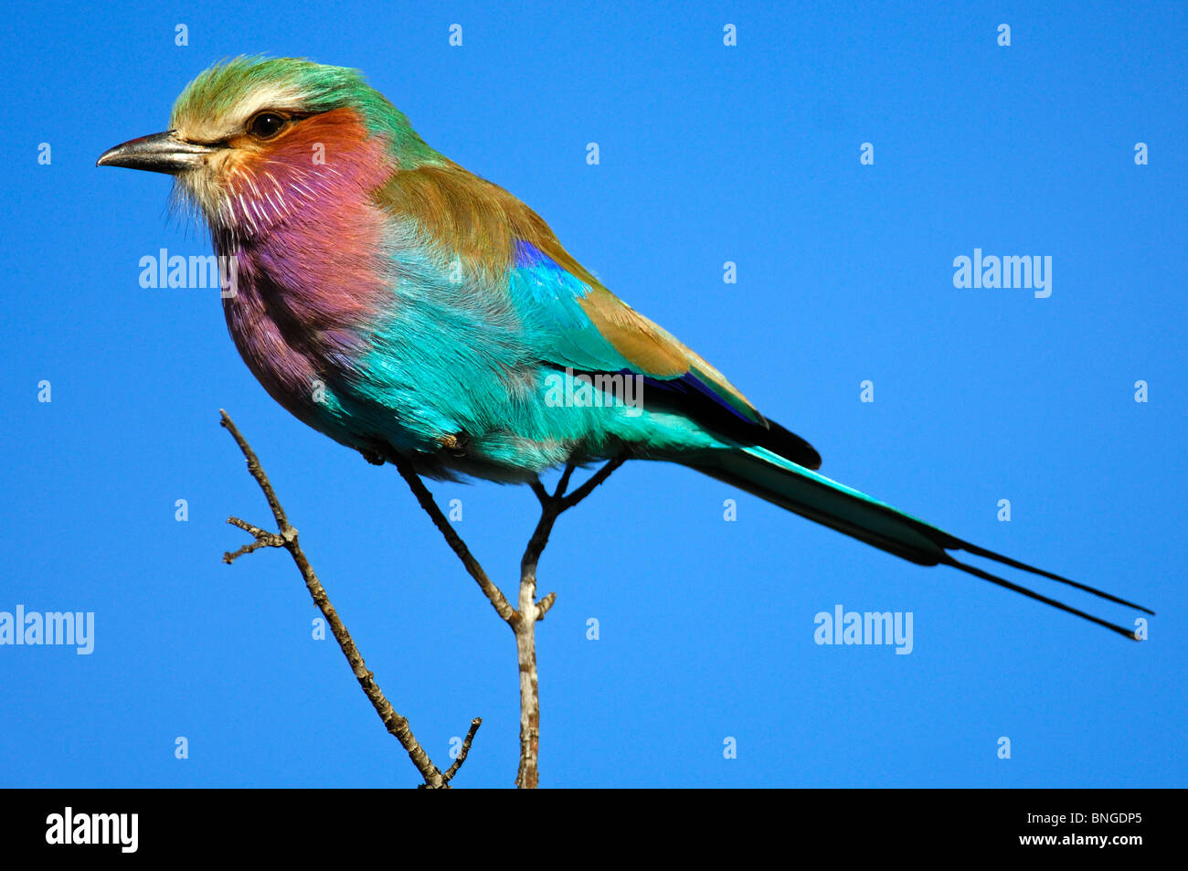 Lilac breasted roller hi-res stock photography and images - Alamy