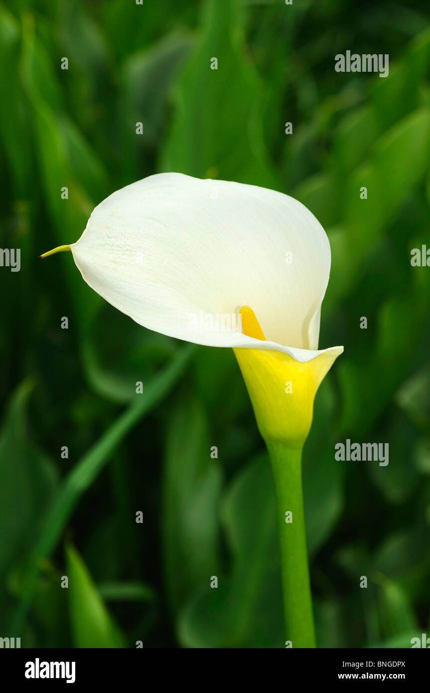 Zantedeschia aethiopica hi-res stock photography and images - Alamy