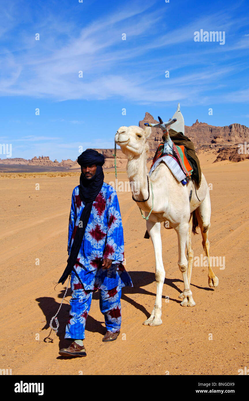 Tuareg nomad leading a white Mehari dromedary witha traditional Tuareg ...