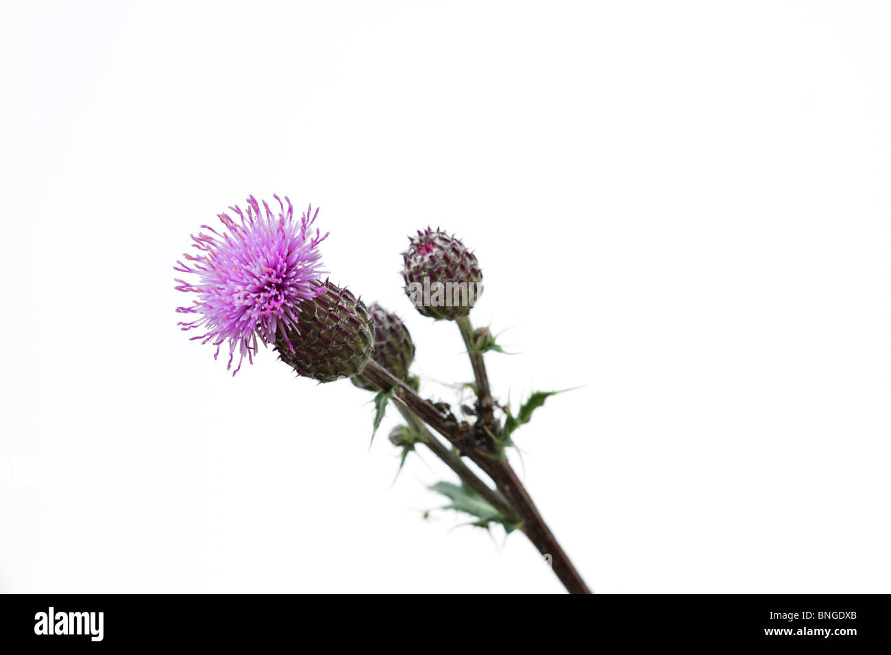Wildflower, purple flowers of the Spear Thistle (Cirsium vulgare) on ...