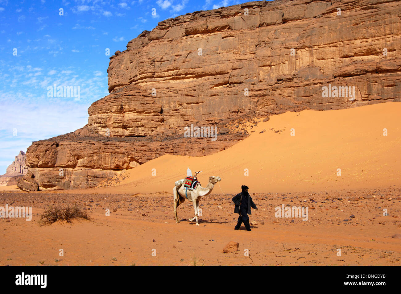 Tuareg nomad leading a white Mehari dromedary in the desert, Sahara ...