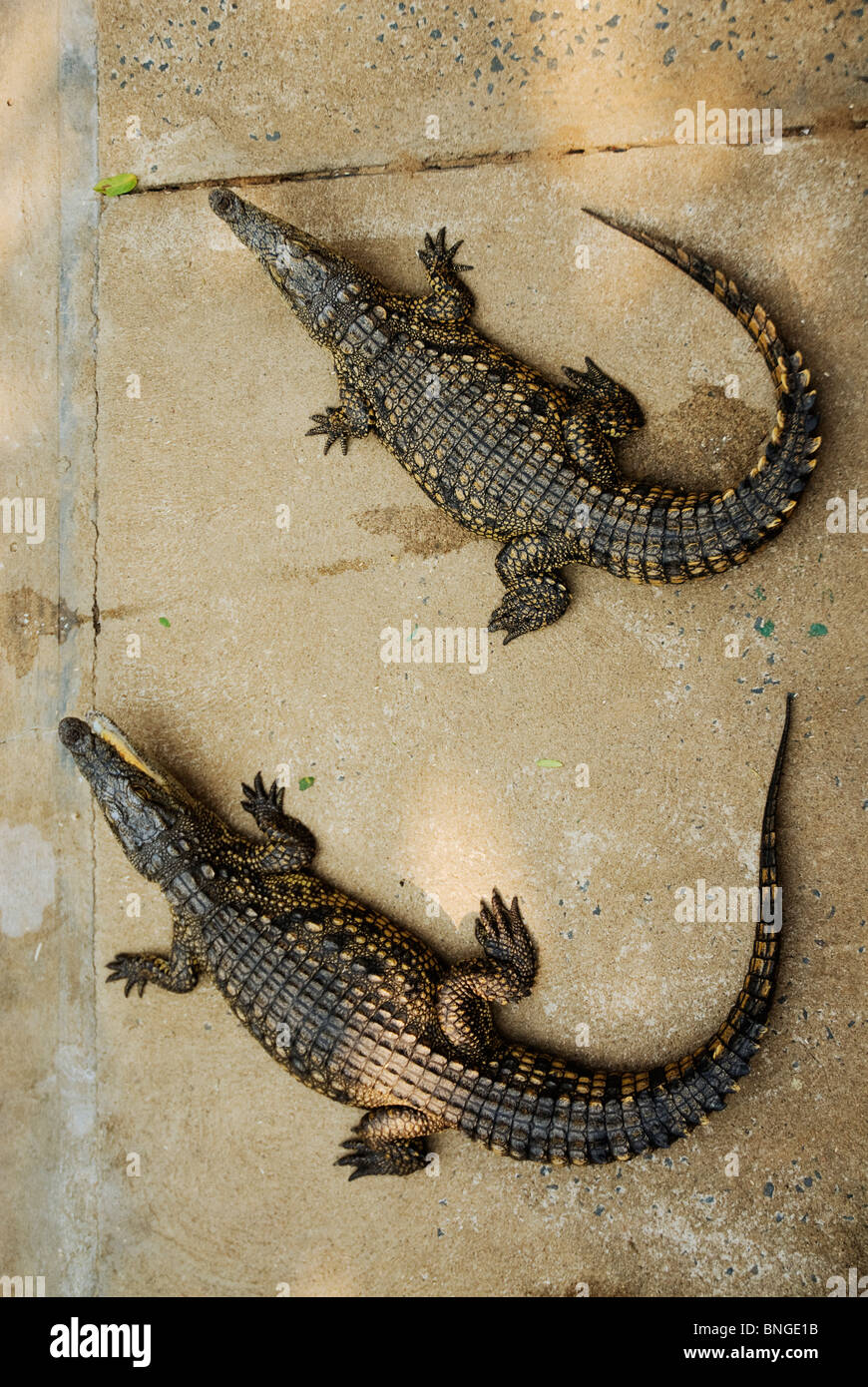 Two juvenile crocodiles lying next to each other Stock Photo - Alamy