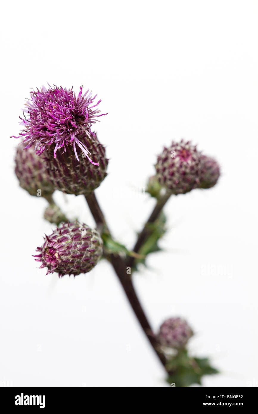 Wildflower, purple flowers of the Spear Thistle (Cirsium vulgare) on ...