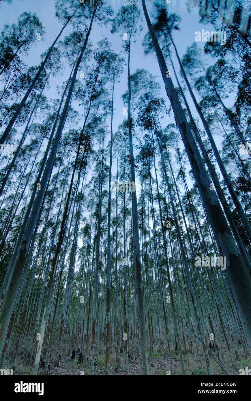 Gumtree or Eucalyptus is a very popular farmed tree due to its rapid ...