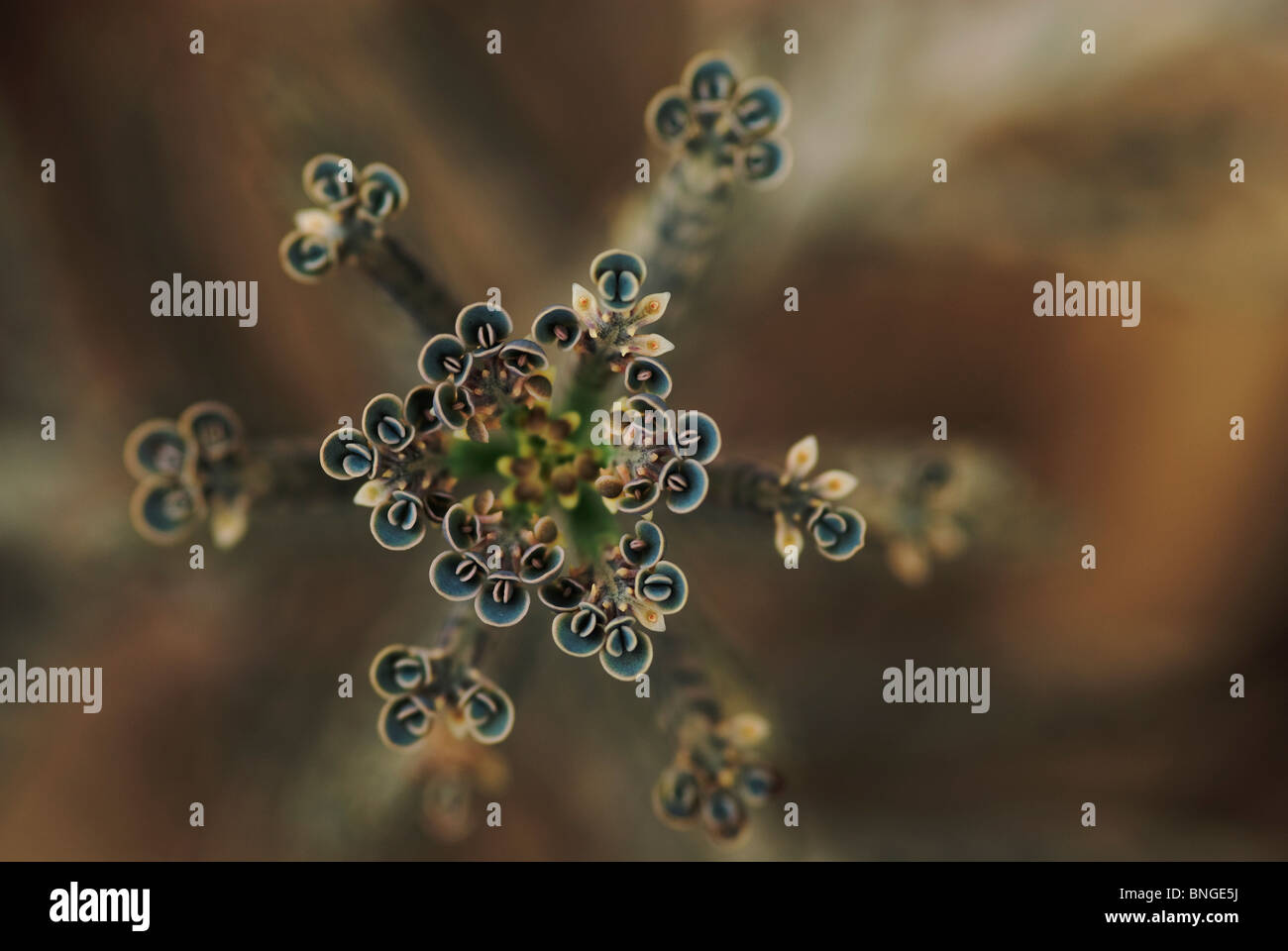 Artistic aerial of wild flowers in triangle pattern using selective ...