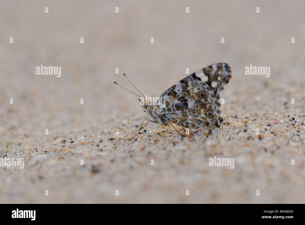 Variegated skipper hi-res stock photography and images - Alamy