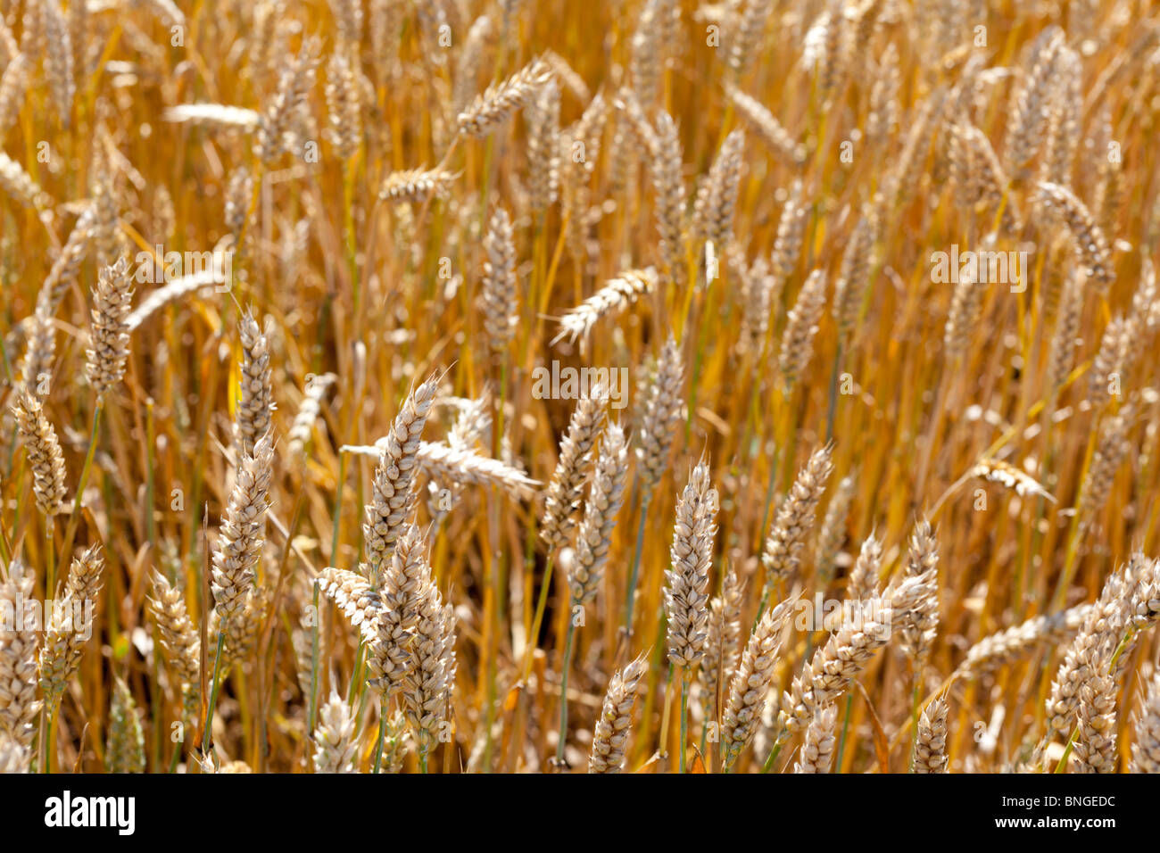 A field of golden wheat ready to be harvested Stock Photo - Alamy