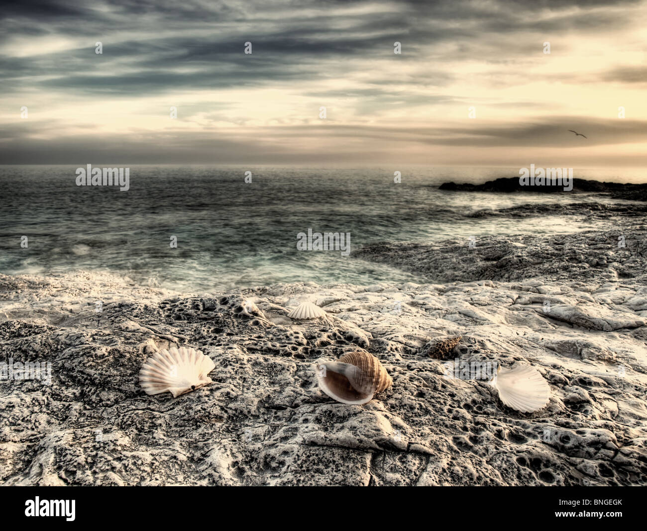 Untouched by shells hi-res stock photography and images - Alamy