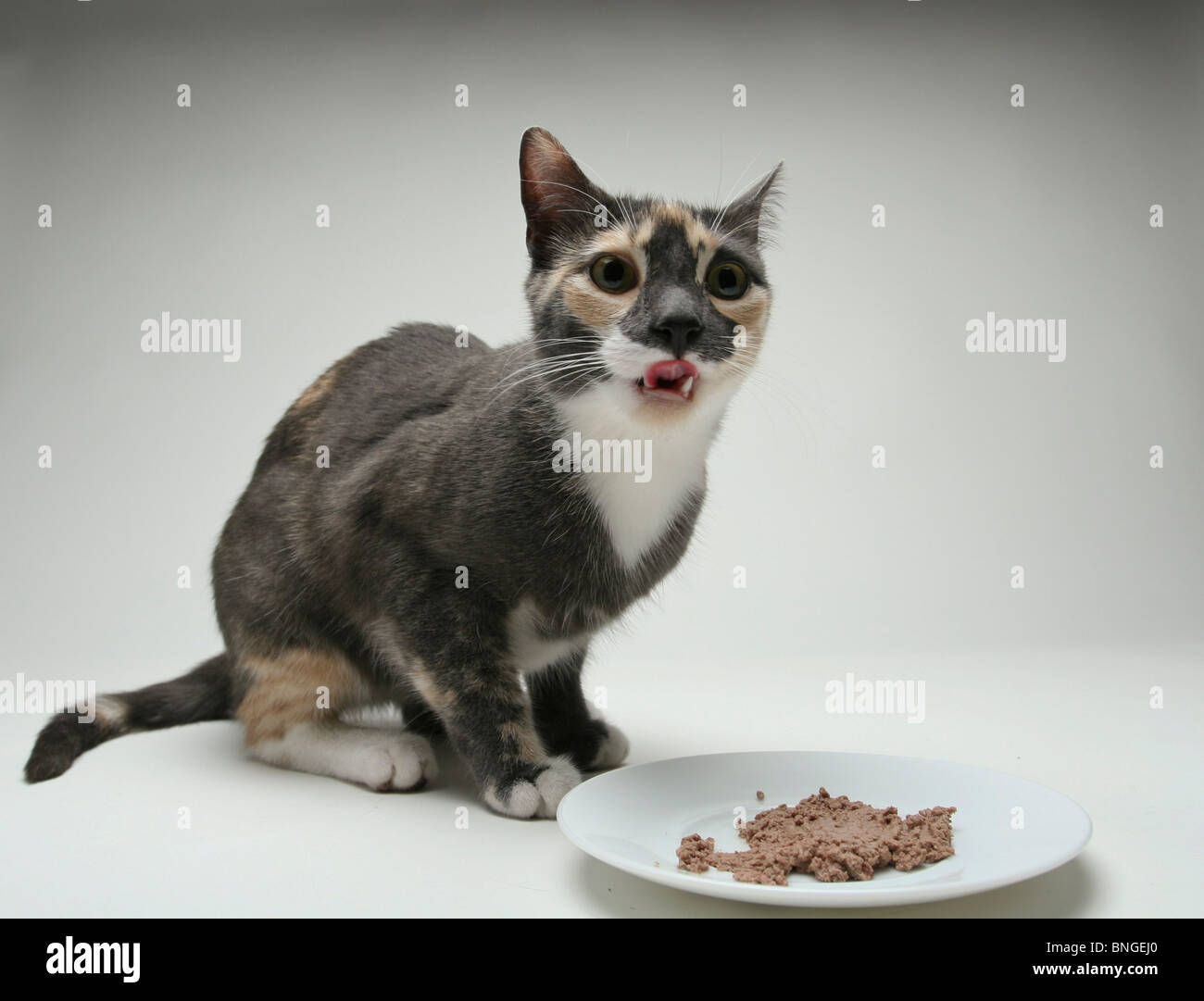 Calico cat sitting in front of a plate of food Stock Photo - Alamy
