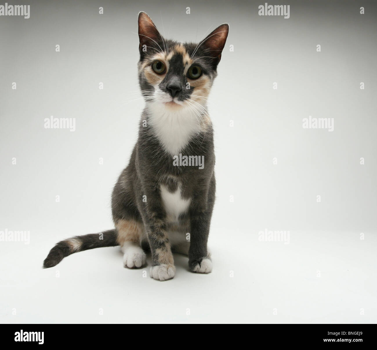 Calico colored hi-res stock photography and images - Alamy