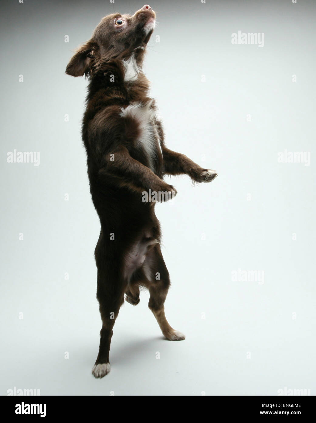 Chihuahua puppy standing on its back legs Stock Photo - Alamy