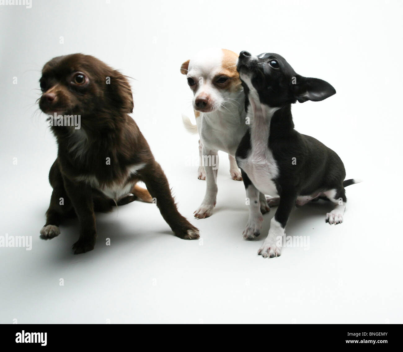 Three Chihuahua puppies Stock Photo - Alamy