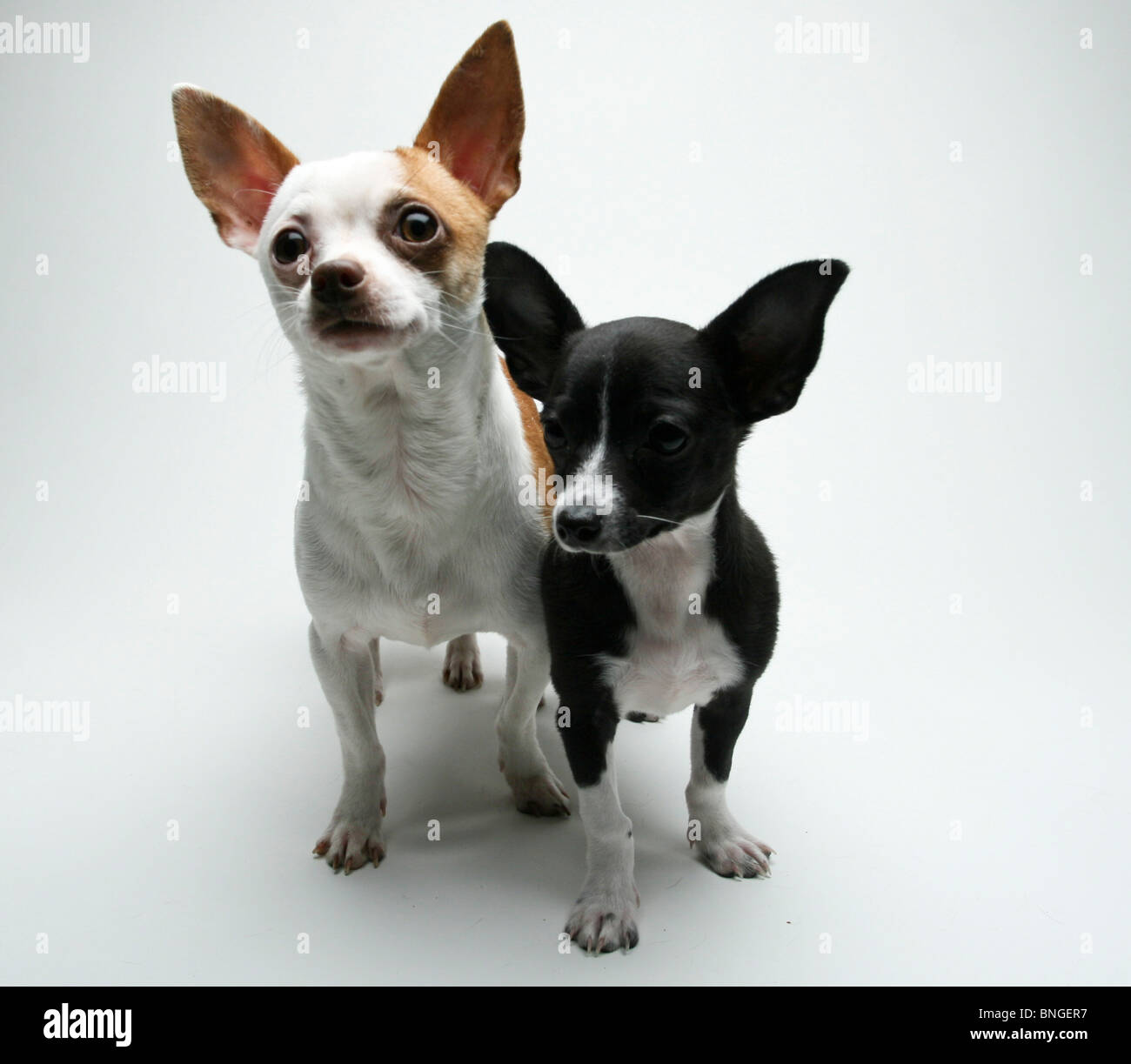 Two Chihuahua puppies standing Stock Photo - Alamy