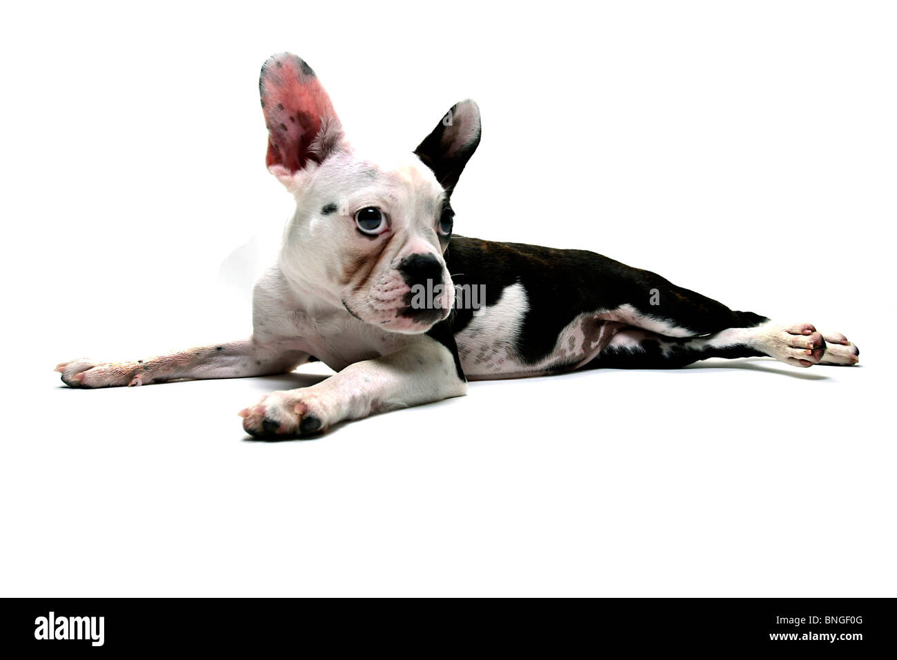 Animals resting animals Cut Out Stock Images & Pictures - Alamy