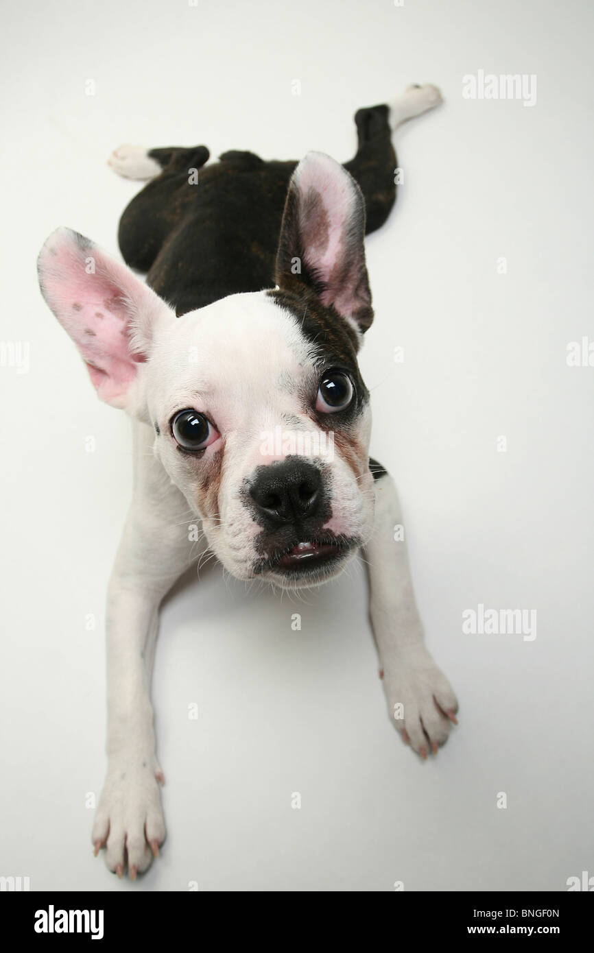 High angle view of a French bulldog puppy lying Stock Photo - Alamy