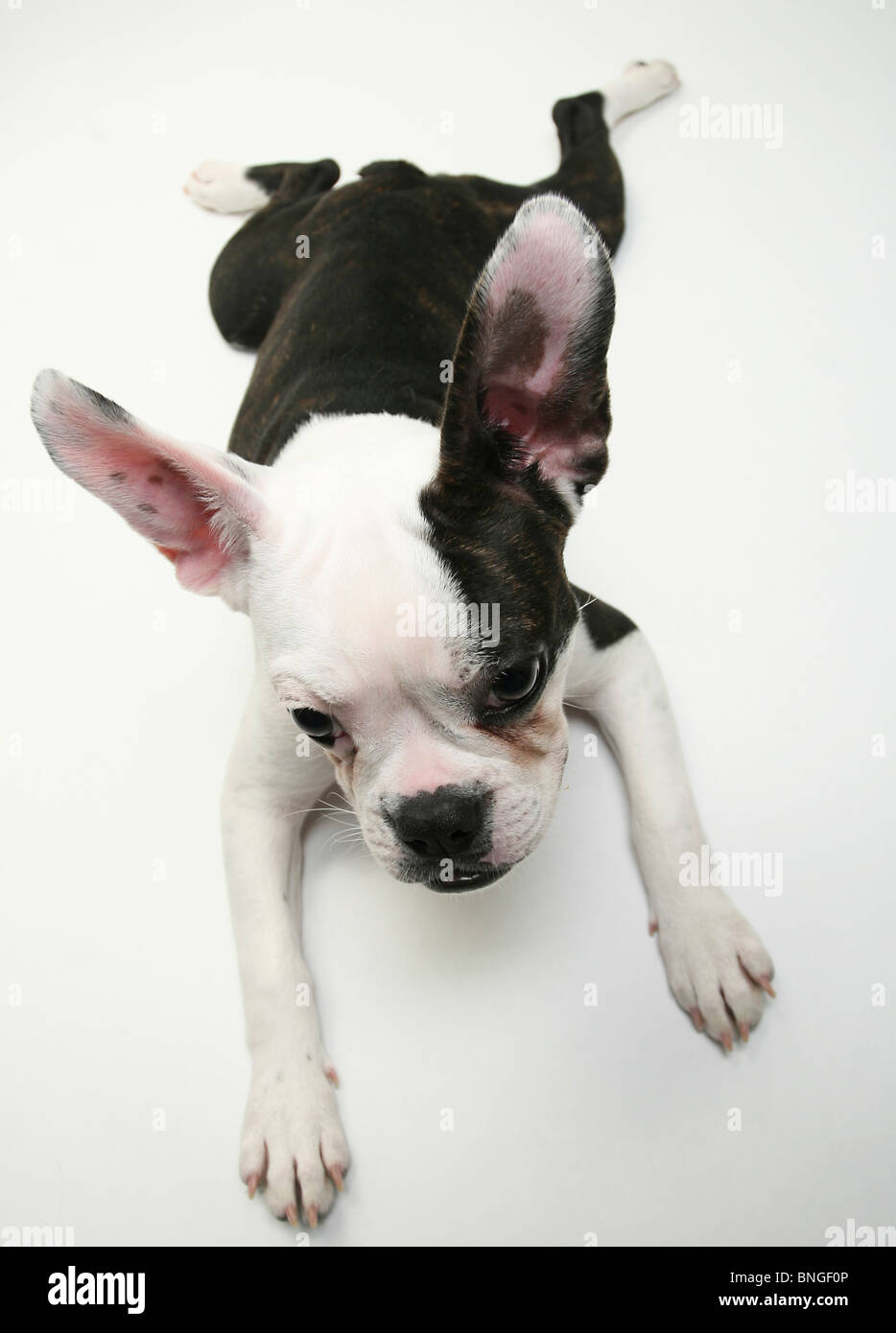 French bulldog back hi-res stock photography and images - Alamy