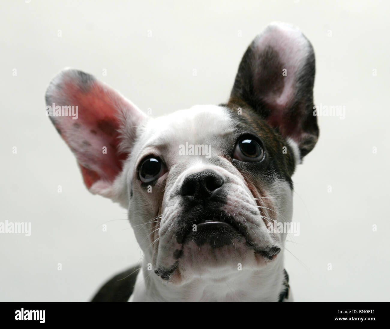 Bulldog Nose High Resolution Stock Photography and Images - Alamy