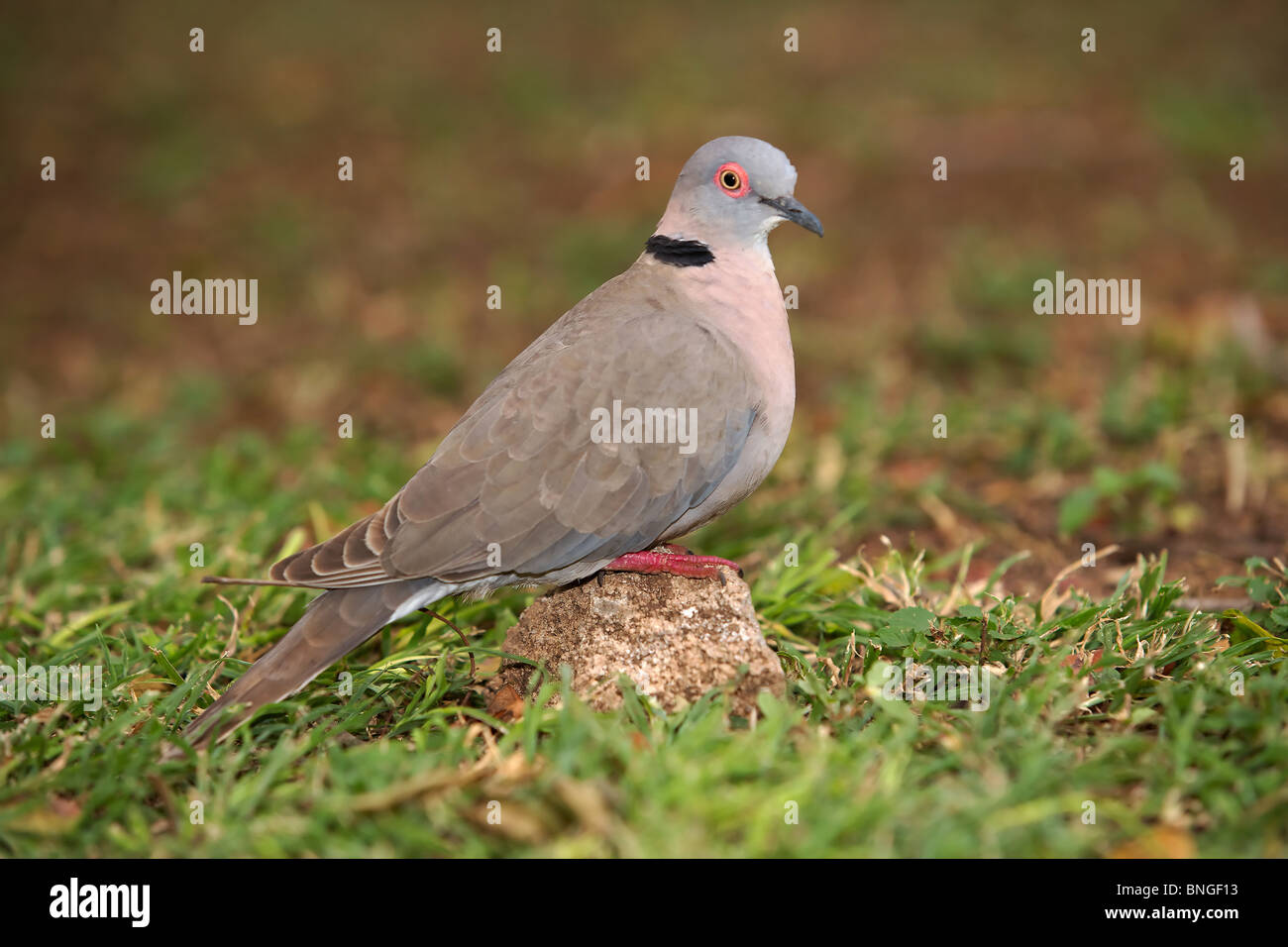 African Mourning Dove Stock Photo - Alamy