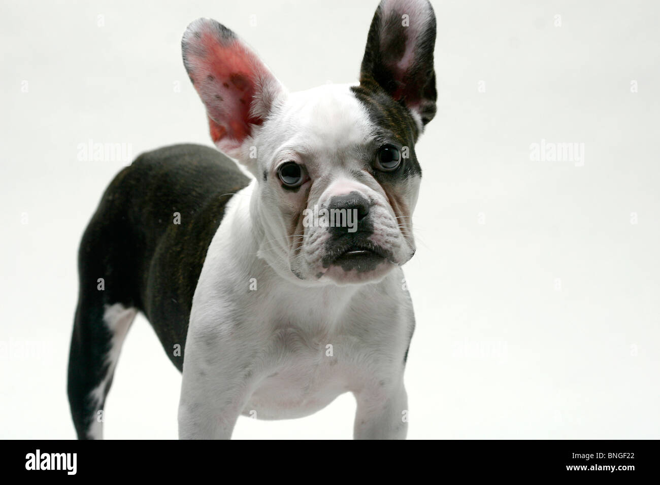 Close up bulldog eye hi-res stock photography and images - Alamy