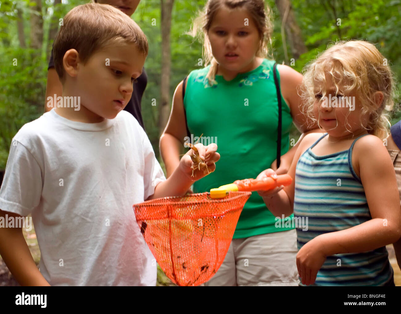 Children looking at crayfish caught in a net Stock Photo - Alamy