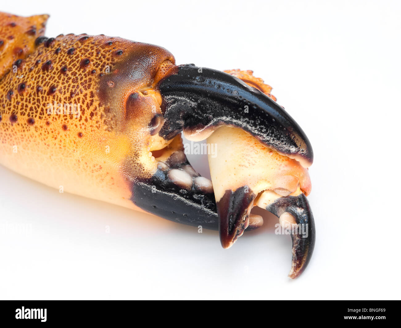 "Big cancer eats small cancer".Conceptual image on a white background ...