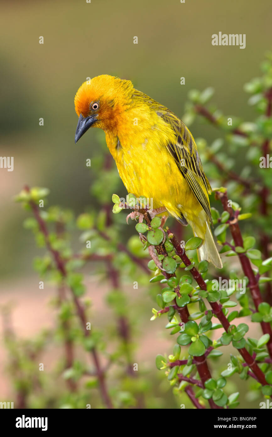 Cape weaver hi-res stock photography and images - Alamy