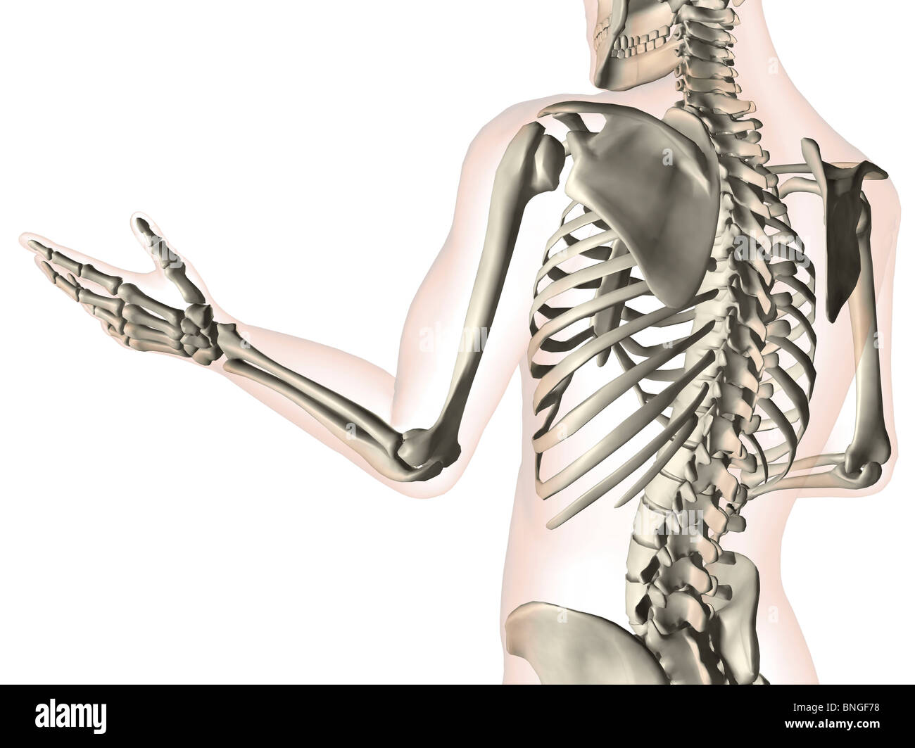 X-ray view of elbow bones in a see-through arm with hand and spinal ...