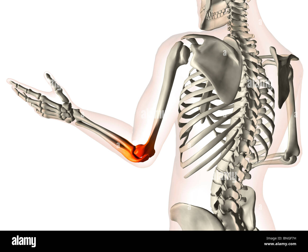 Hand at rib cage Cut Out Stock Images & Pictures - Alamy