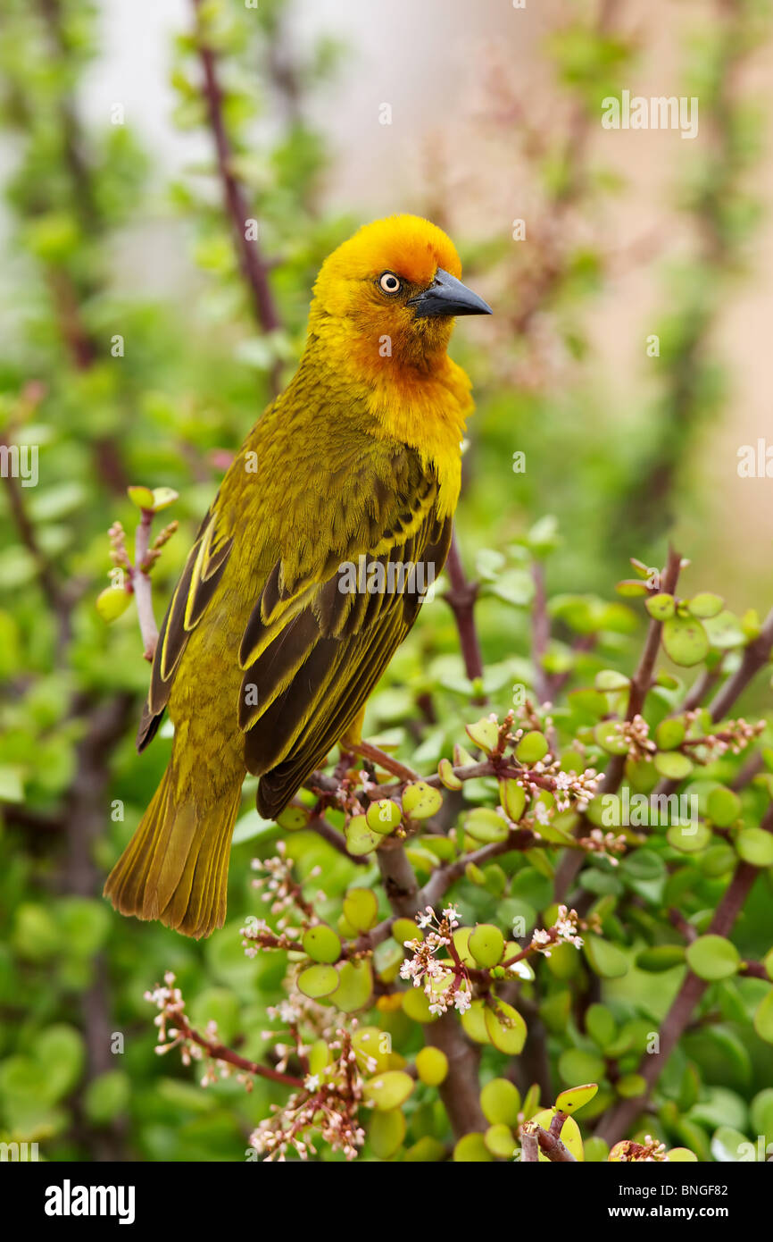 Cape weaver hi-res stock photography and images - Alamy