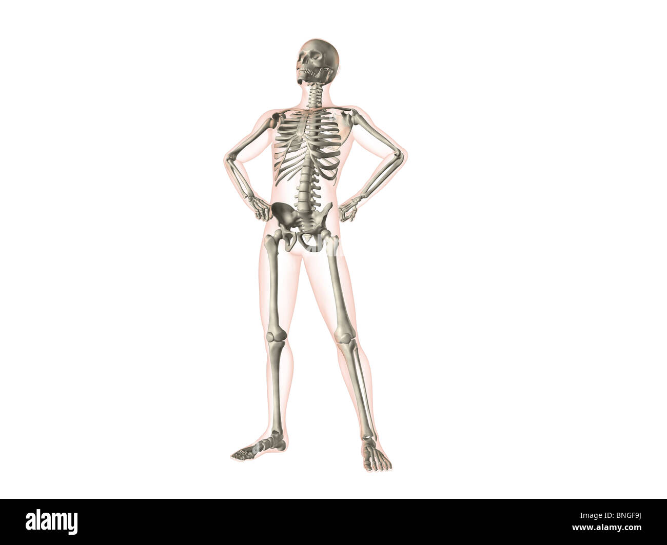 X-ray view of a human skeleton posing Stock Photo - Alamy