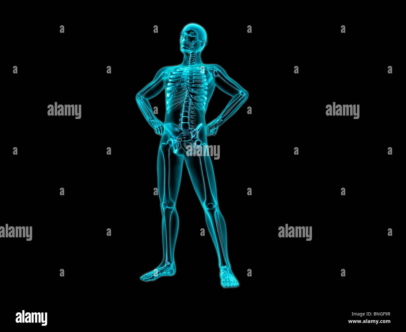 X-ray view of a human skeleton posing Stock Photo - Alamy