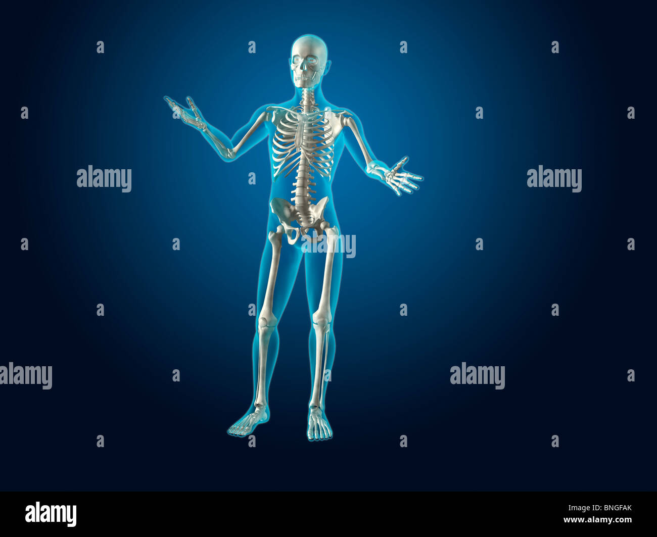 X-Ray view of a human skeleton Stock Photo - Alamy