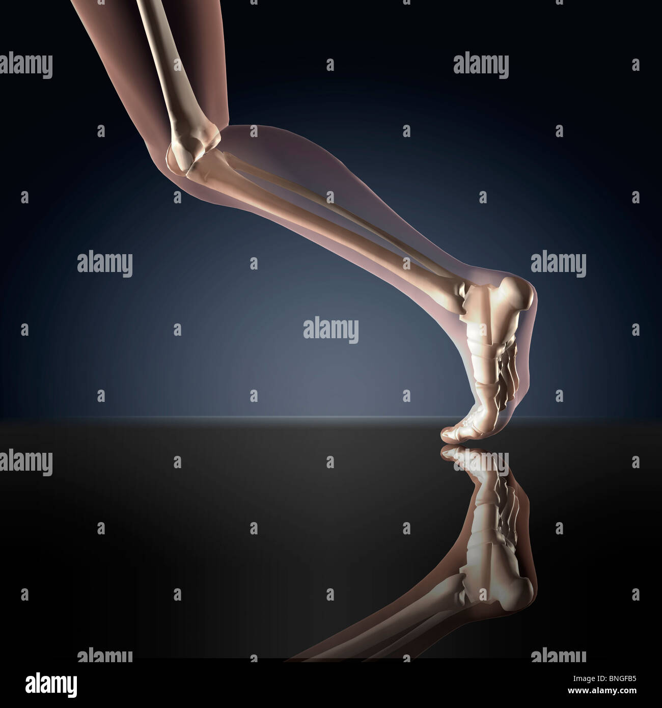 X-ray view of a human's leg in running position Stock Photo - Alamy