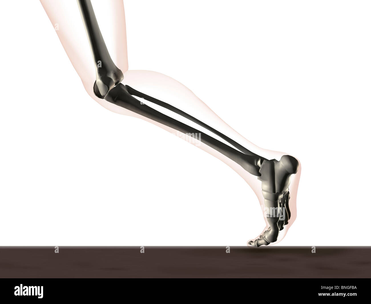 X-ray view of a human's leg in running position Stock Photo - Alamy