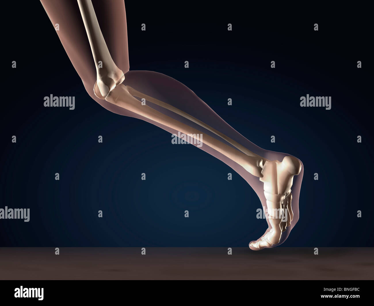 X-ray view of a human's leg in running position Stock Photo - Alamy