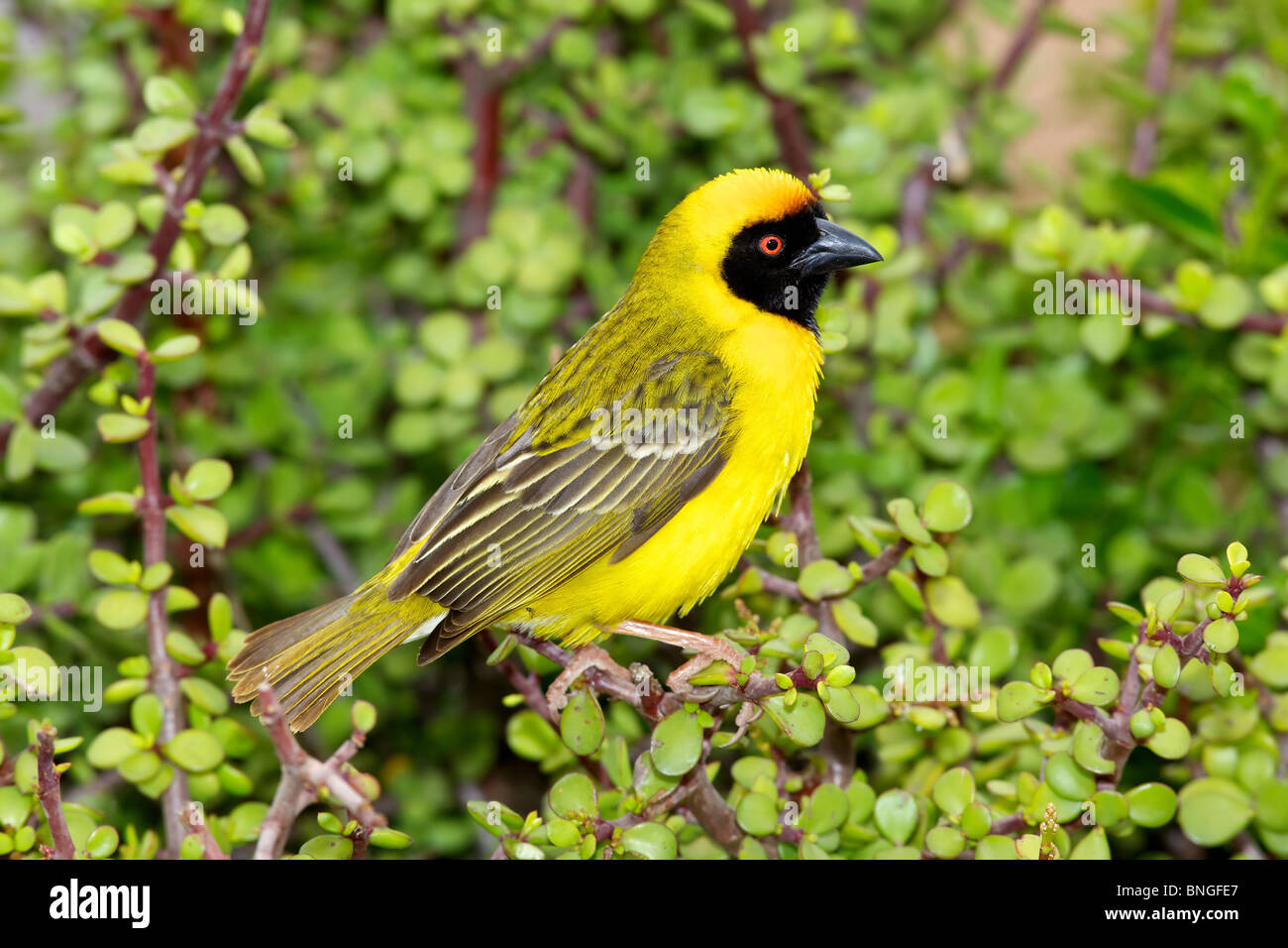 Masked weaver bird hi-res stock photography and images - Alamy