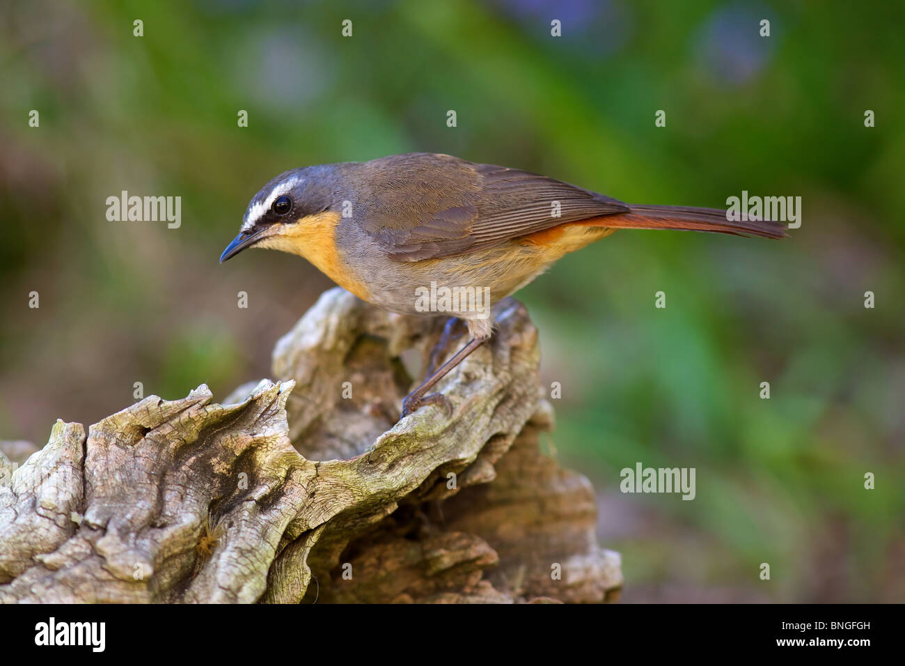 Robin chat cape hi-res stock photography and images - Alamy