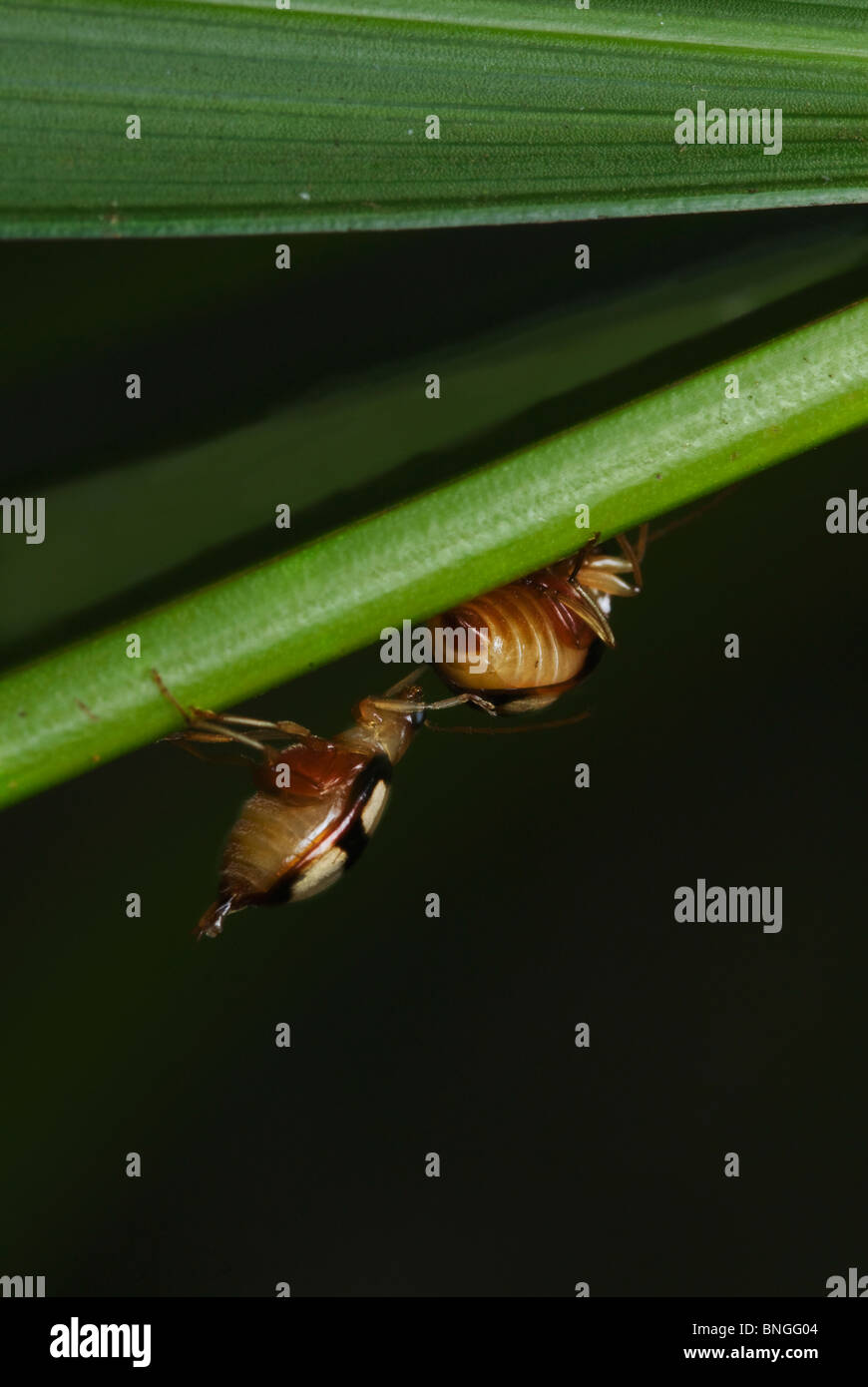 Monolepta, leaf beetle hi-res stock photography and images - Alamy