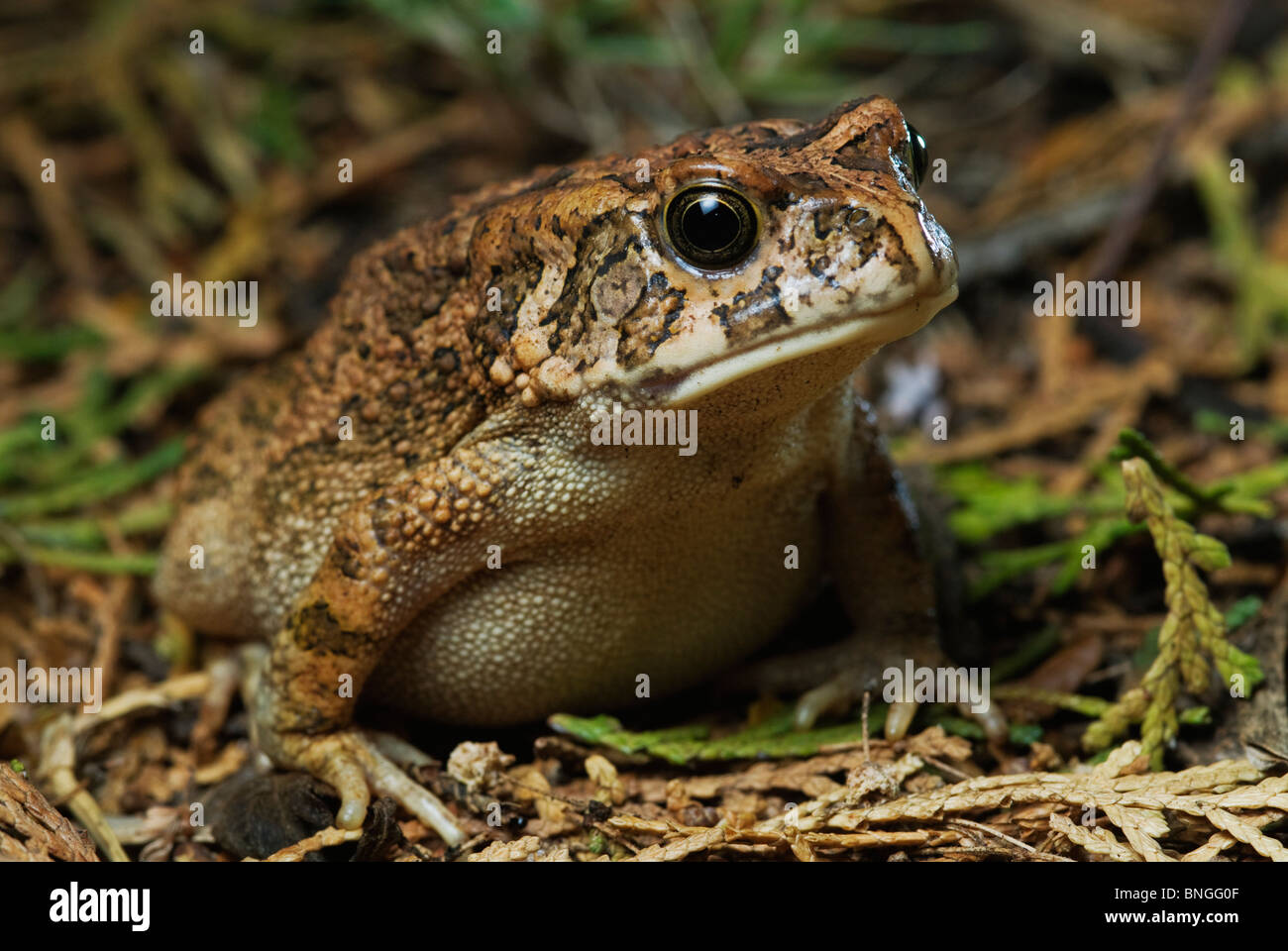 Rangeri hi-res stock photography and images - Alamy