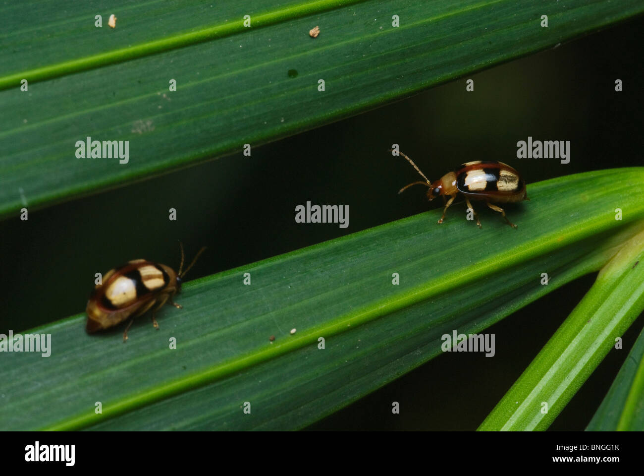 Monolepta, leaf beetle hi-res stock photography and images - Alamy