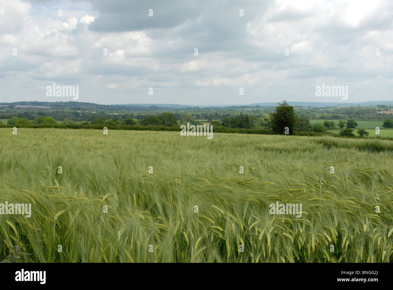 Overcast sky over a crop field in Devon Stock Photo - Alamy