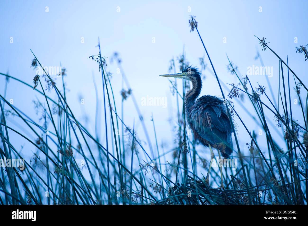 Ardea Purpurea Bird standing on Purple Reed Stock Photo - Alamy