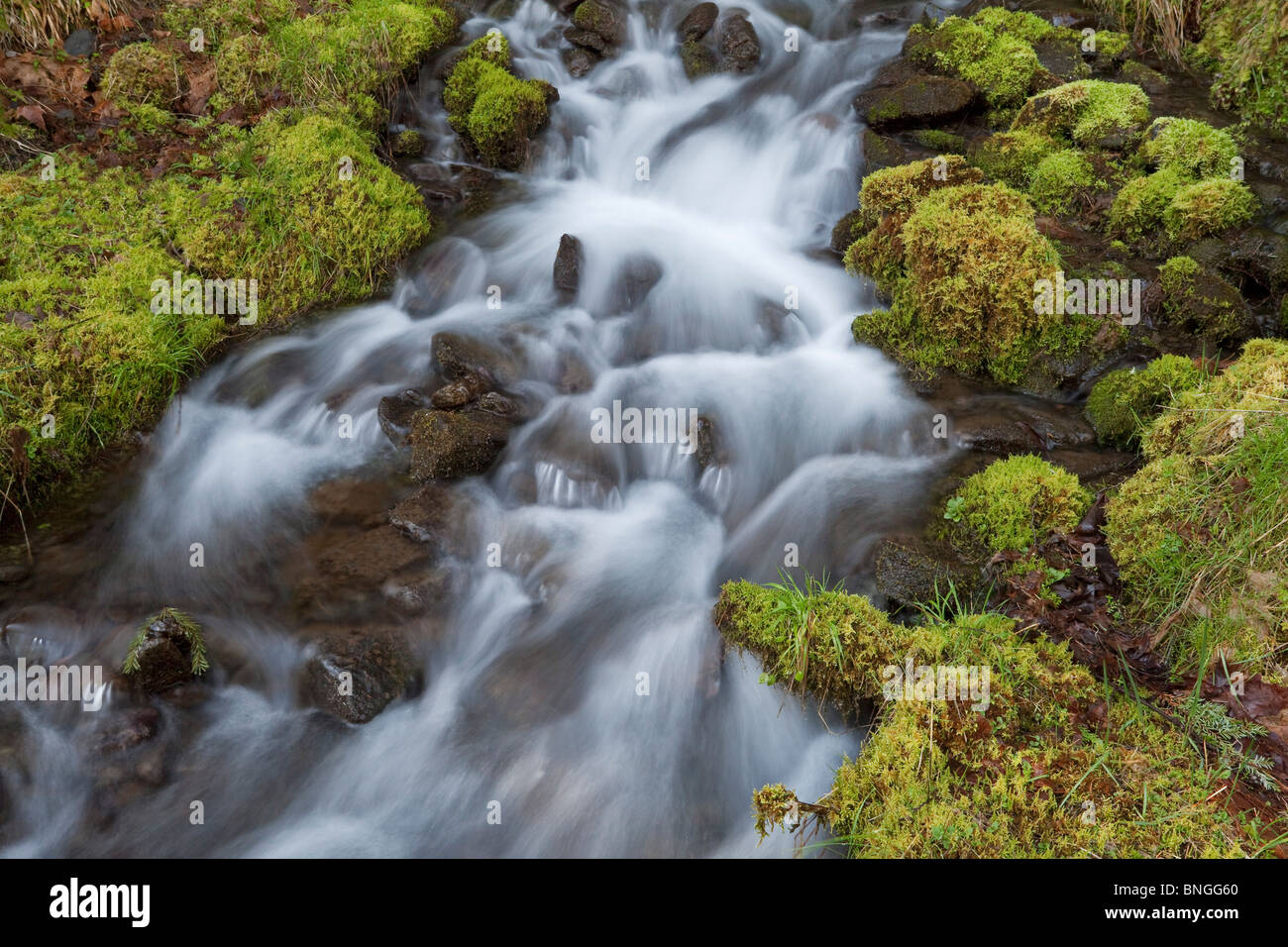 Stream flowing through a forest, Olympic National Park, Washington ...