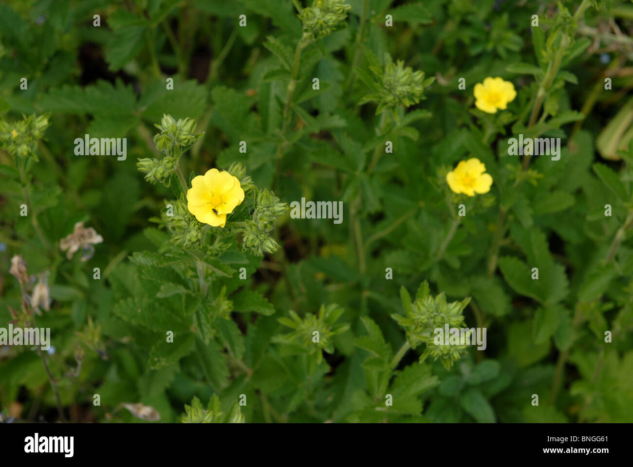 Yellow flower on plant in cottage garden Stock Photo - Alamy