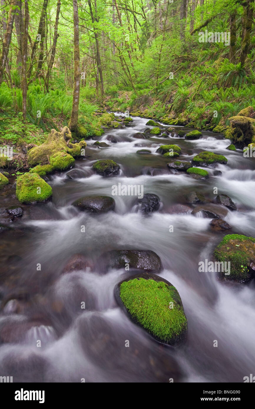 River flowing through a forest, Groton Creek, Columbia River, Columbia ...