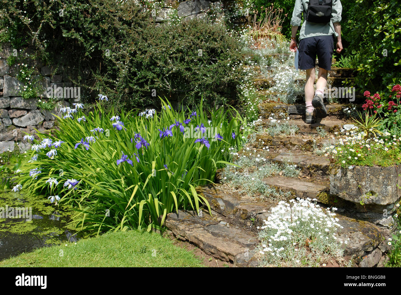 Curved stone steps leading from the edge of a garden pond Stock Photo ...