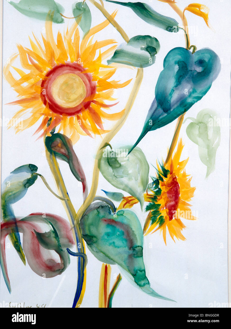 Sunflowers by Sir Roy Calne, watercolor, 1988 Stock Photo - Alamy