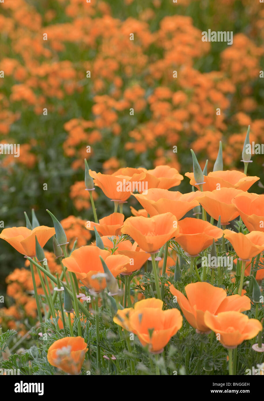Cheiranthus allionii siberian wallflower hi-res stock photography and ...