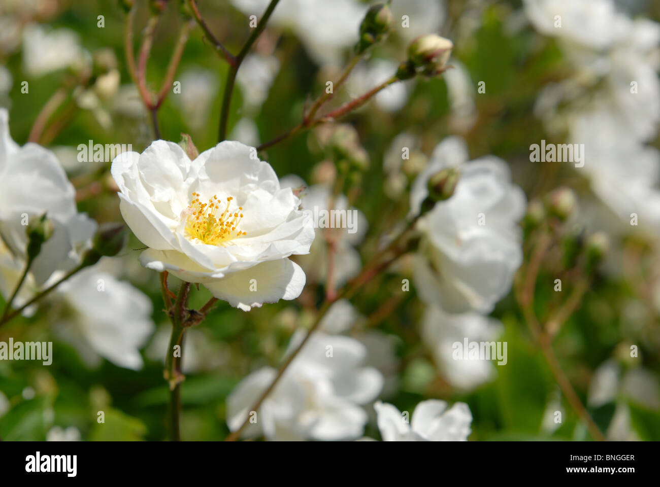 White rose full hi-res stock photography and images - Alamy
